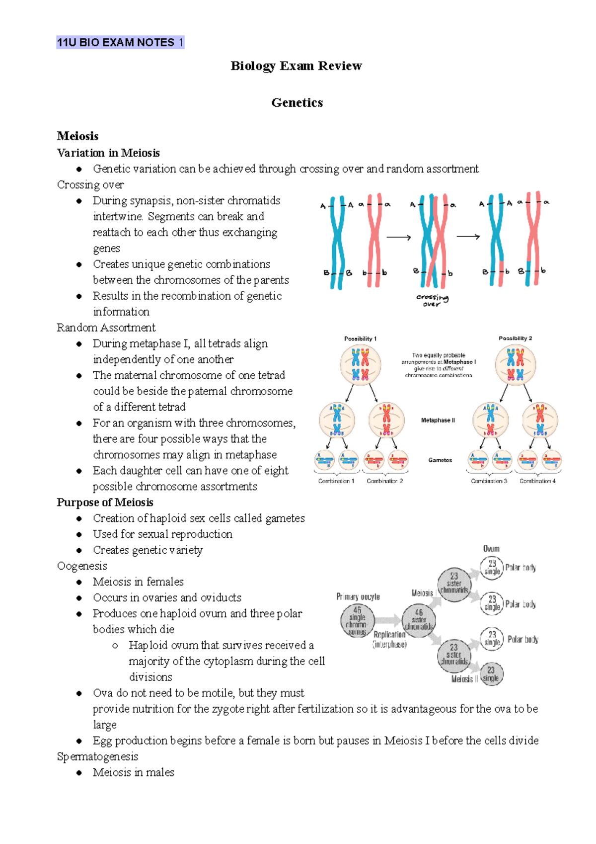 Bio exam notes - Biology Exam Review Genetics Meiosis Variation in ...