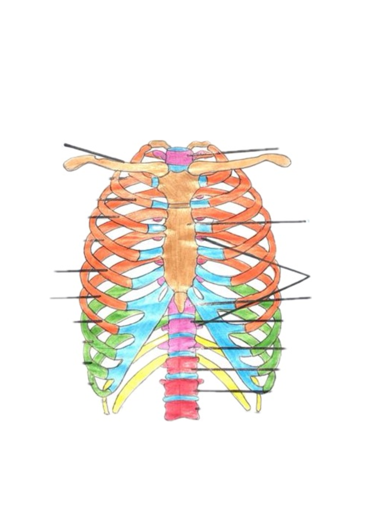 Torax - Anatomia veterinaria - Studocu