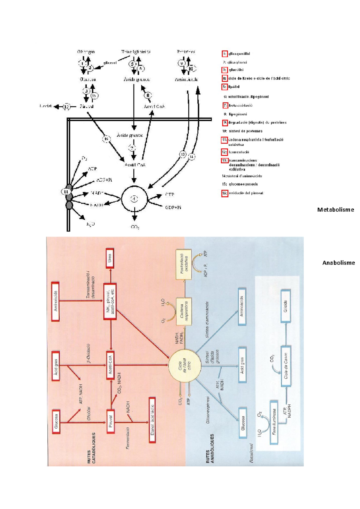L'anabolisme autòtrof - Anabolisme Metabolisme TIPUS DE METABOLISME L ...