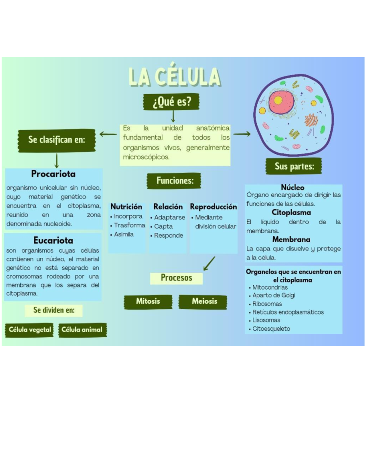 Mapa conceptual la célula - LA CELULA es? Es la unidad anatómica Se clasifican en: fundamental ...