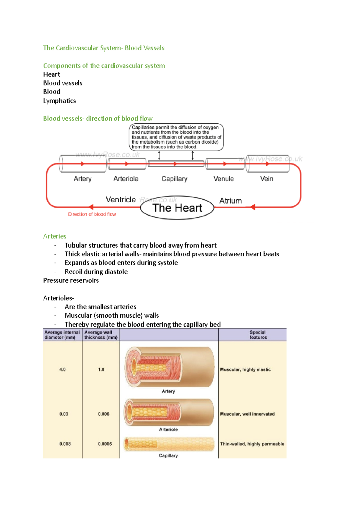 The Cardiovascular System- blood vessels - The Cardiovascular System ...