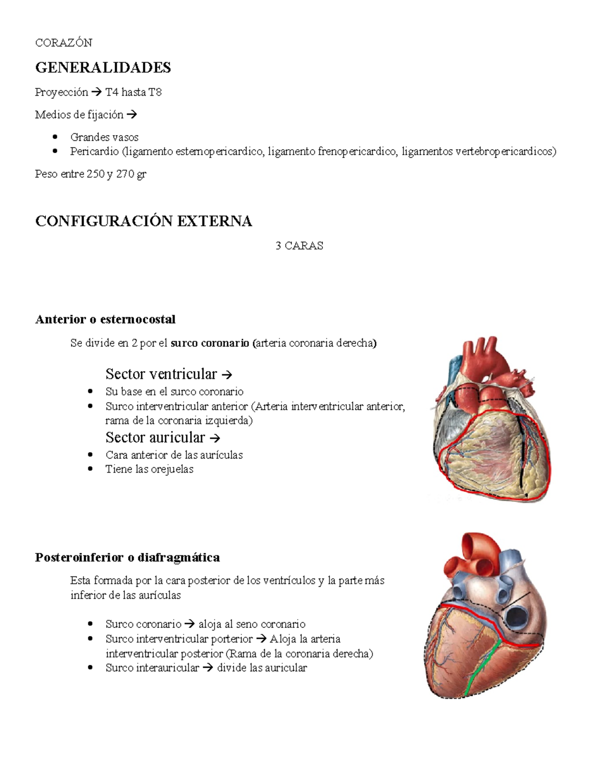 Resumen Corazon - GENERALIDADES T4 hasta T8 Medios de Grandes vasos Pericardio (ligamento - Studocu