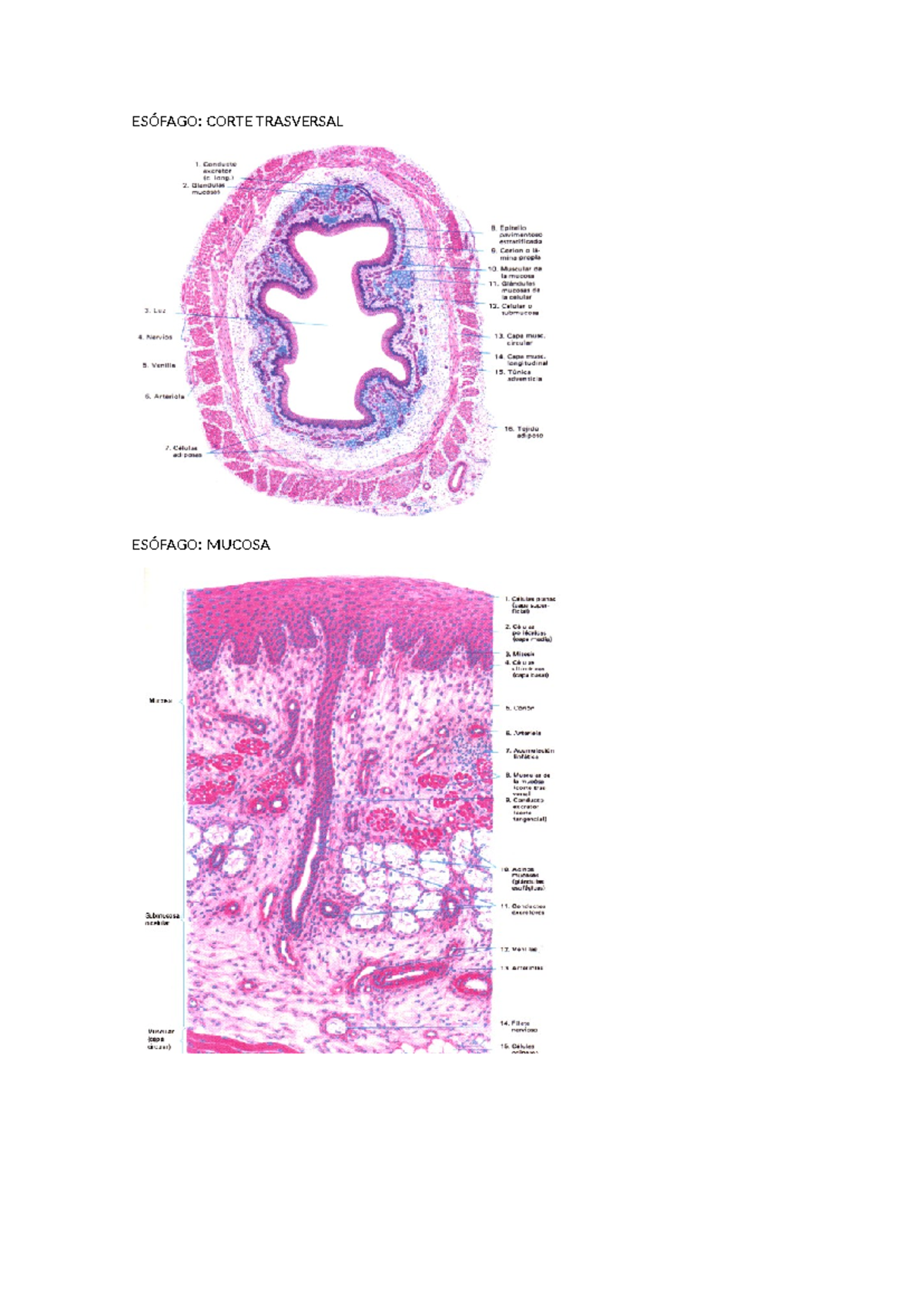 Láminas Histología - Laminas de histologia repaso - Histologia ...