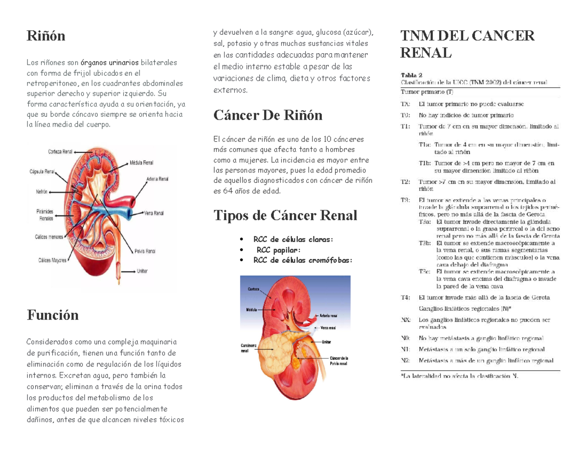 Triptico DE Cancer DE Riñon 4 - Riñón Los riñones son órganos urinarios ...