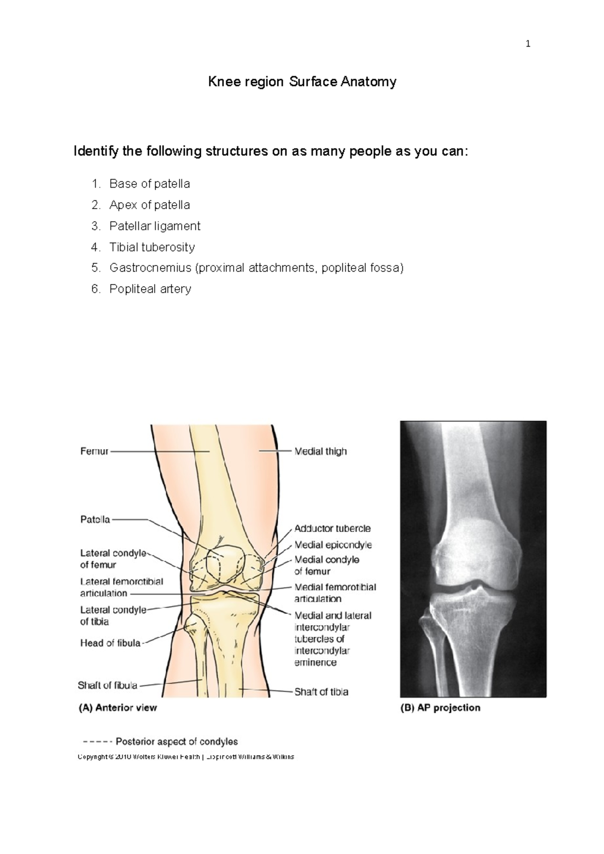 3 Knee - this is great knee notes for physio students - Knee region ...