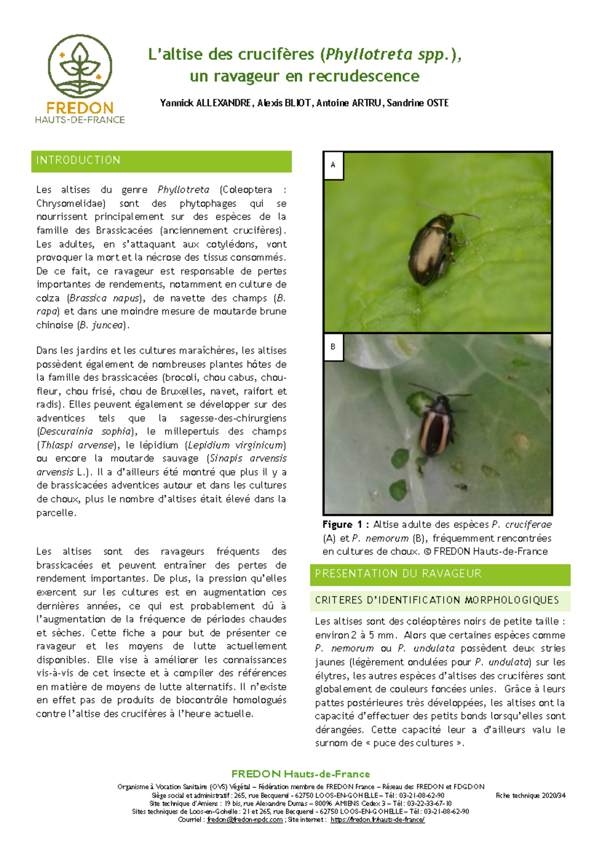Fiche 2020 34 Fiche technique altise cruciferes VD - FREDON Hauts-de ...