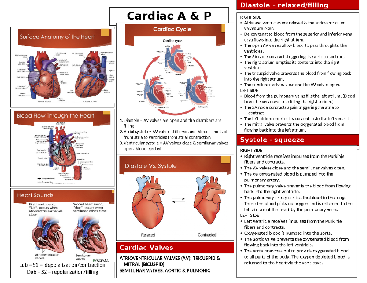 Cardiac A & P - Condensed lecture material - Cardiac A & P Lub = S1 ...