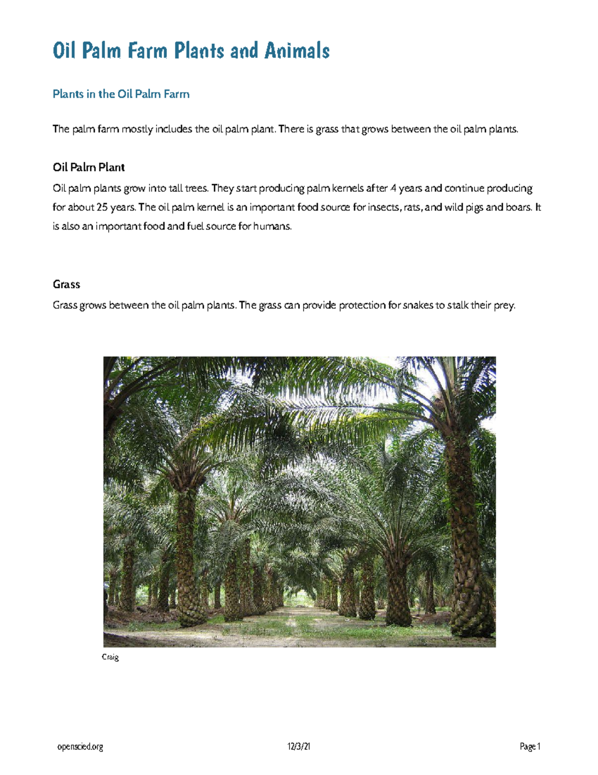 7.5 Lesson 11 Reference Oil Palm Farm - Oil Palm Farm Plants and ...