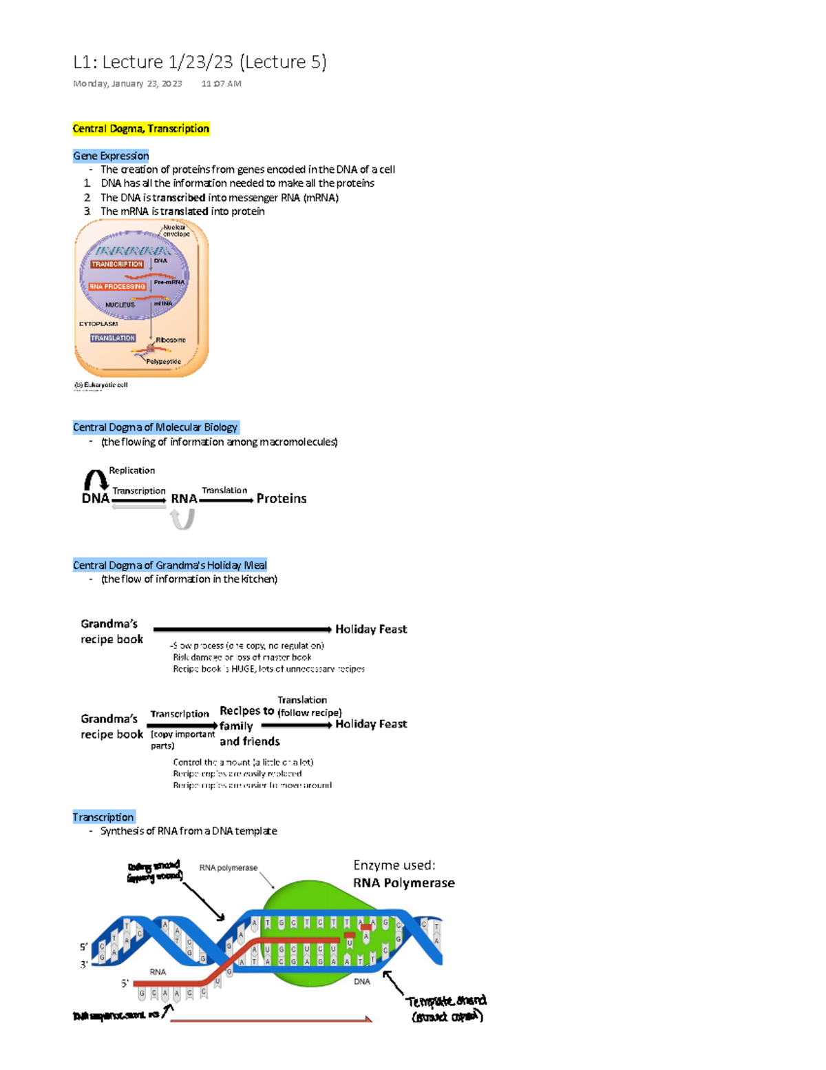Biology 107 Lecture 5 - Central Dogma, Transcription Gene Expression ...