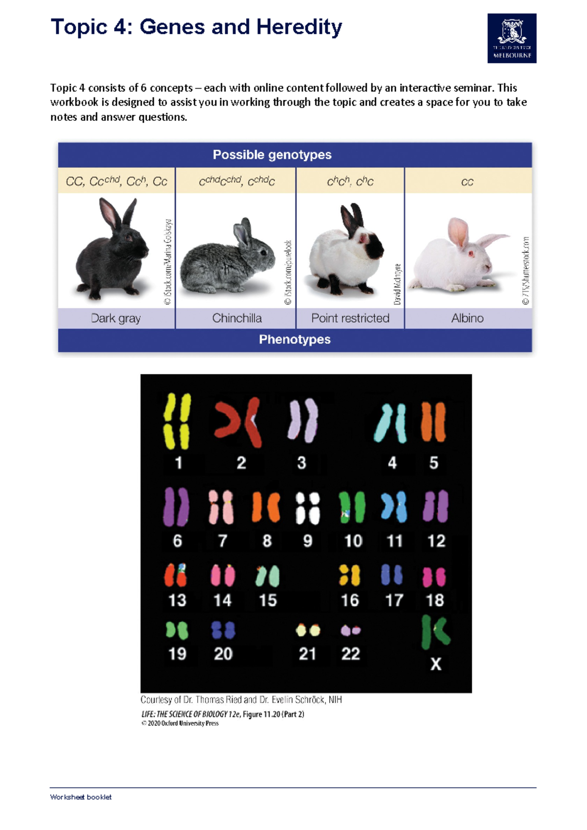 Topic 4 Workbook - Topic 4: Genes and Heredity Topic 4 consists of 6 ...
