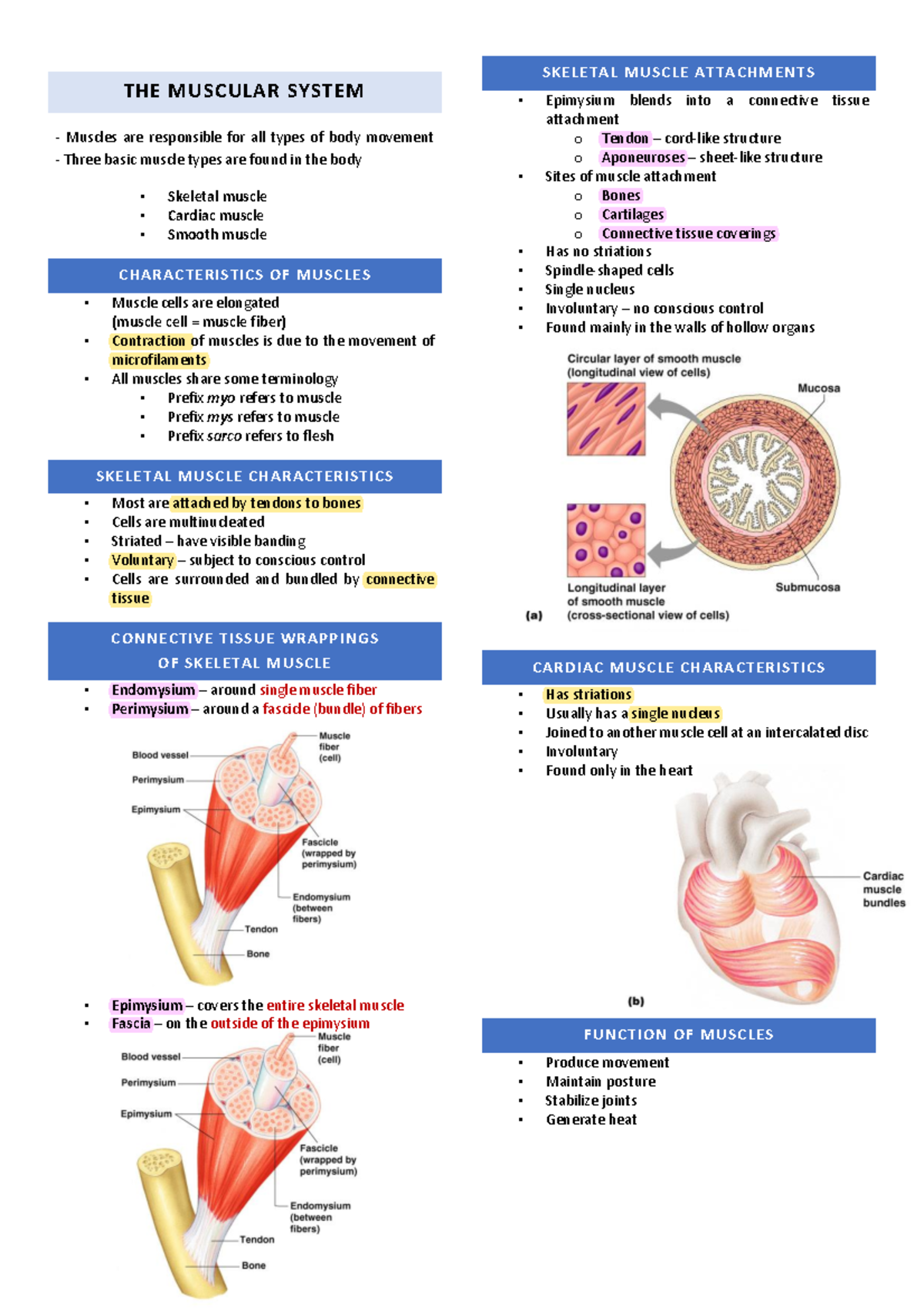 Anatomy and Physiology: More about the Muscular System: Notes for ...