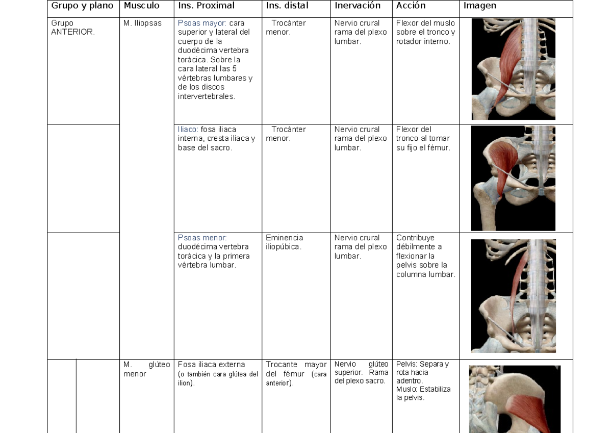 Músculos de miembro inferior - Grupo y plano Musculo Ins. Proximal Ins ...
