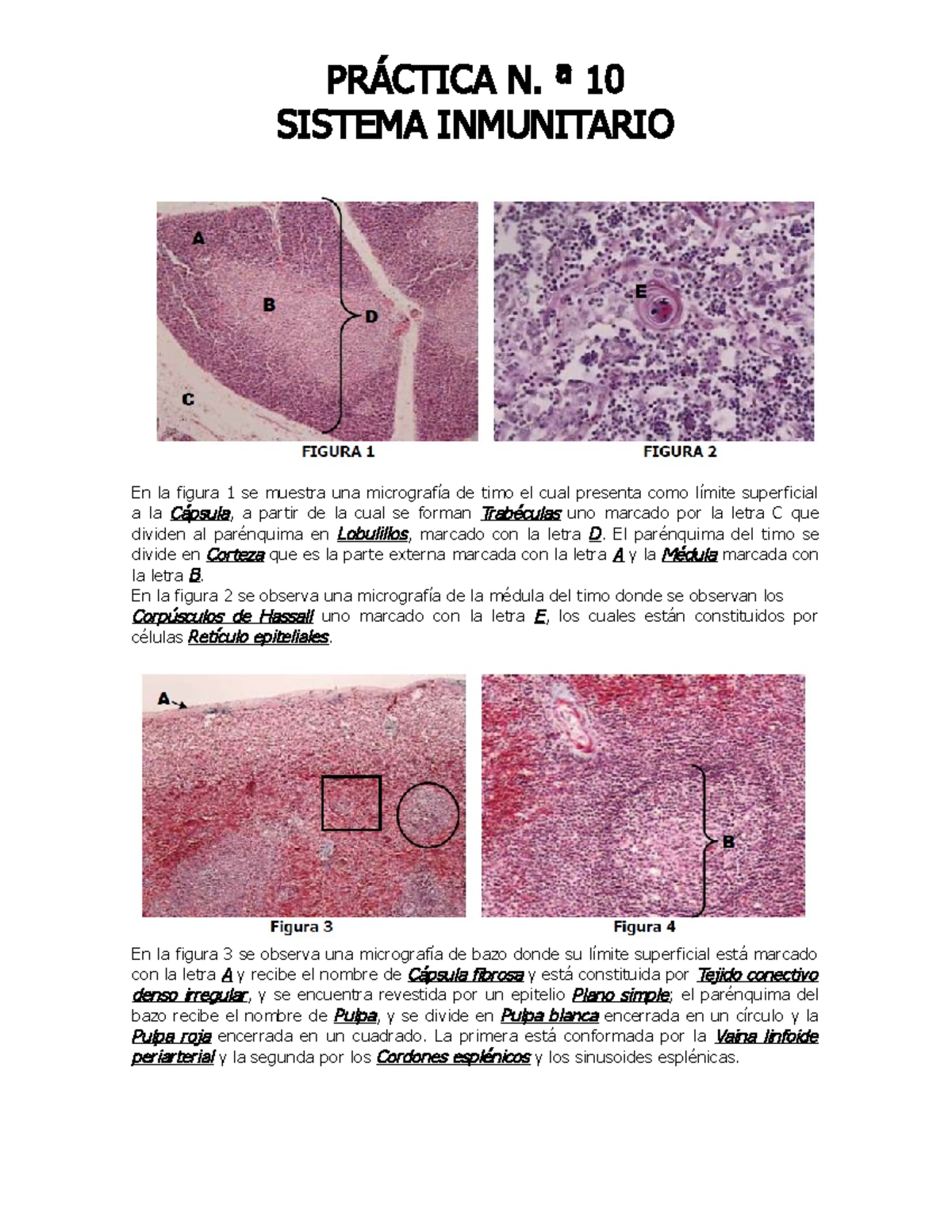 Práctica 10. Sistema Inmune - PRÁCTICA N. ª 10 SISTEMA INMUNITARIO En ...