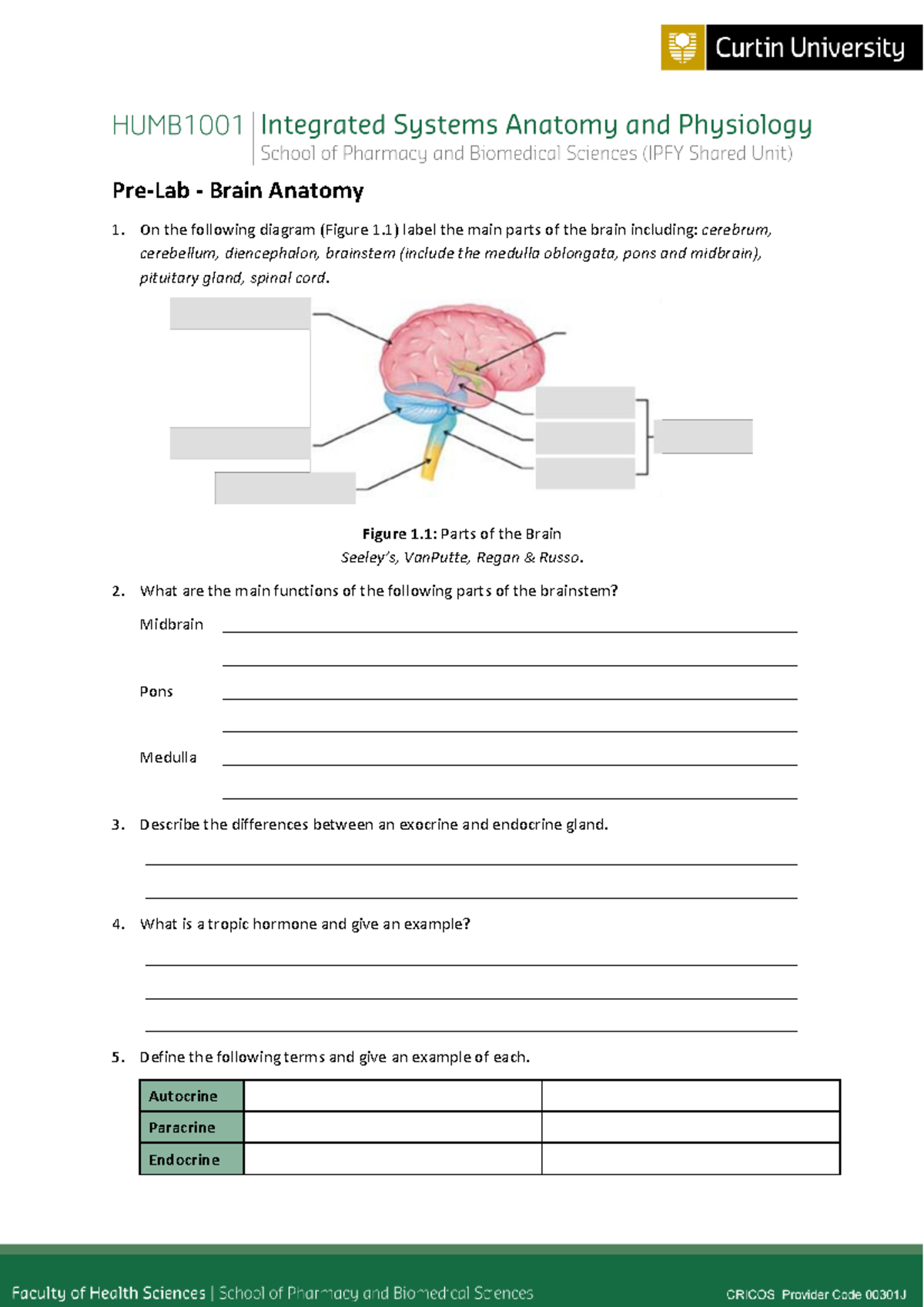 Pre-Lab Brain Anatomy Questions - Pre-Lab - Brain Anatomy On the ...