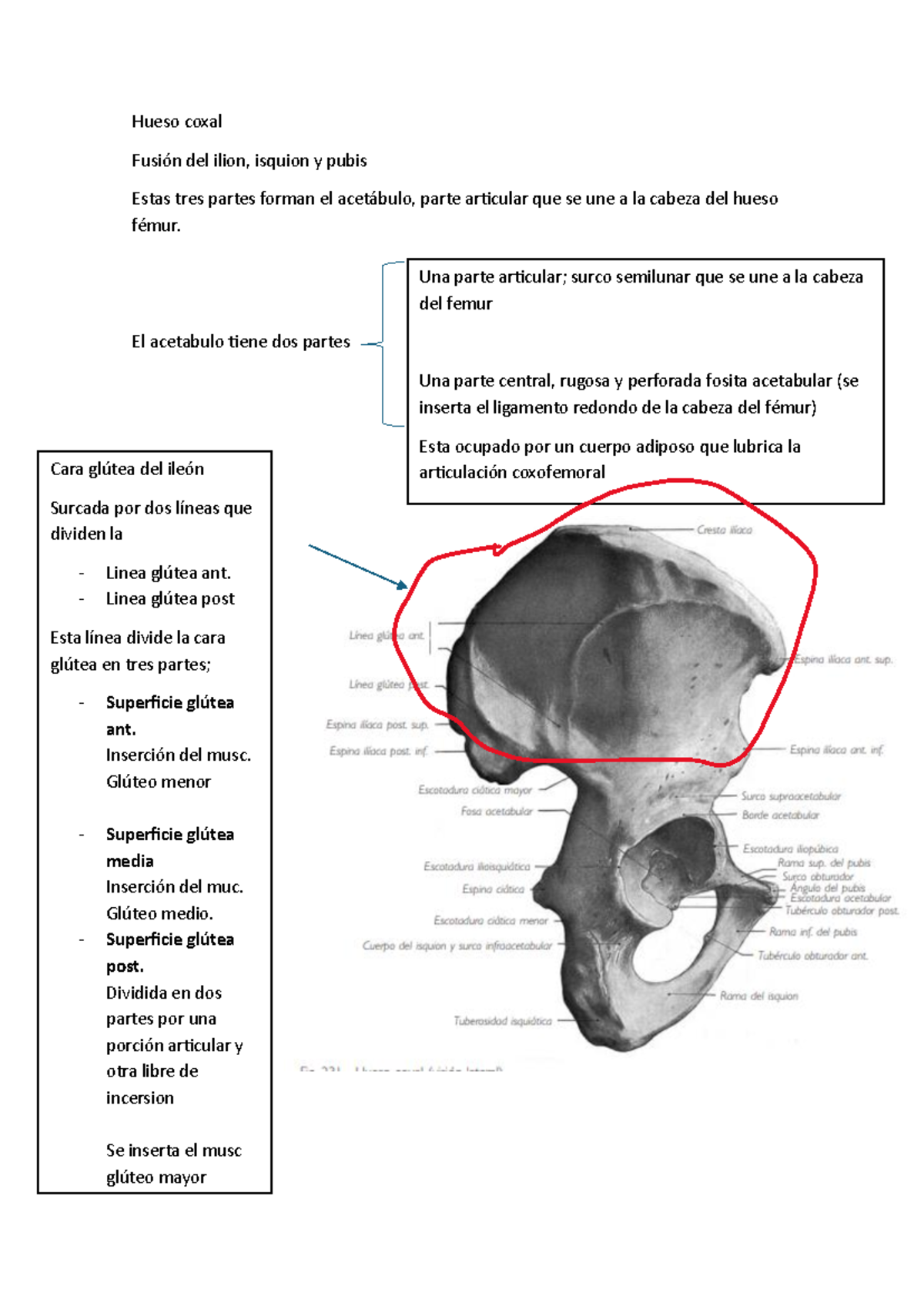 Esqueleto de la pierna - Hueso coxal Fusión del ilion, isquion y pubis ...