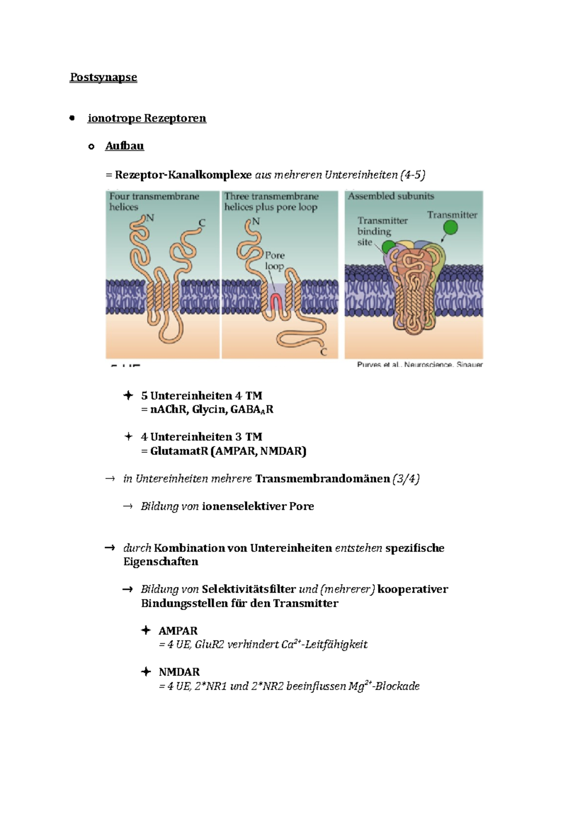 Postsynapse - Physiologie TB3 - Postsynapse ionotrope Rezeptoren o ...
