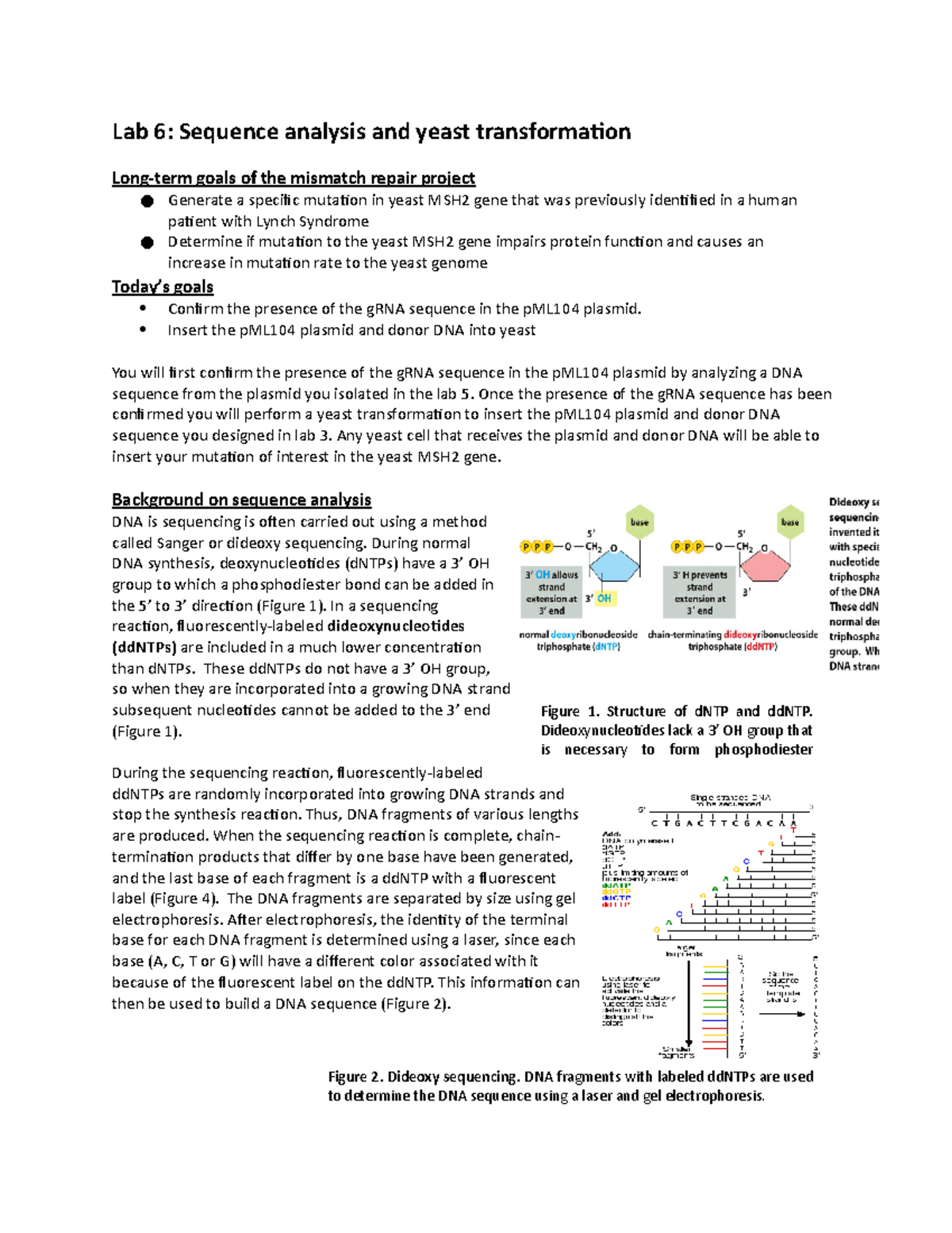 Lab 6. Sequence analysis and yeast transformation-2 - Lab 6: Sequence ...