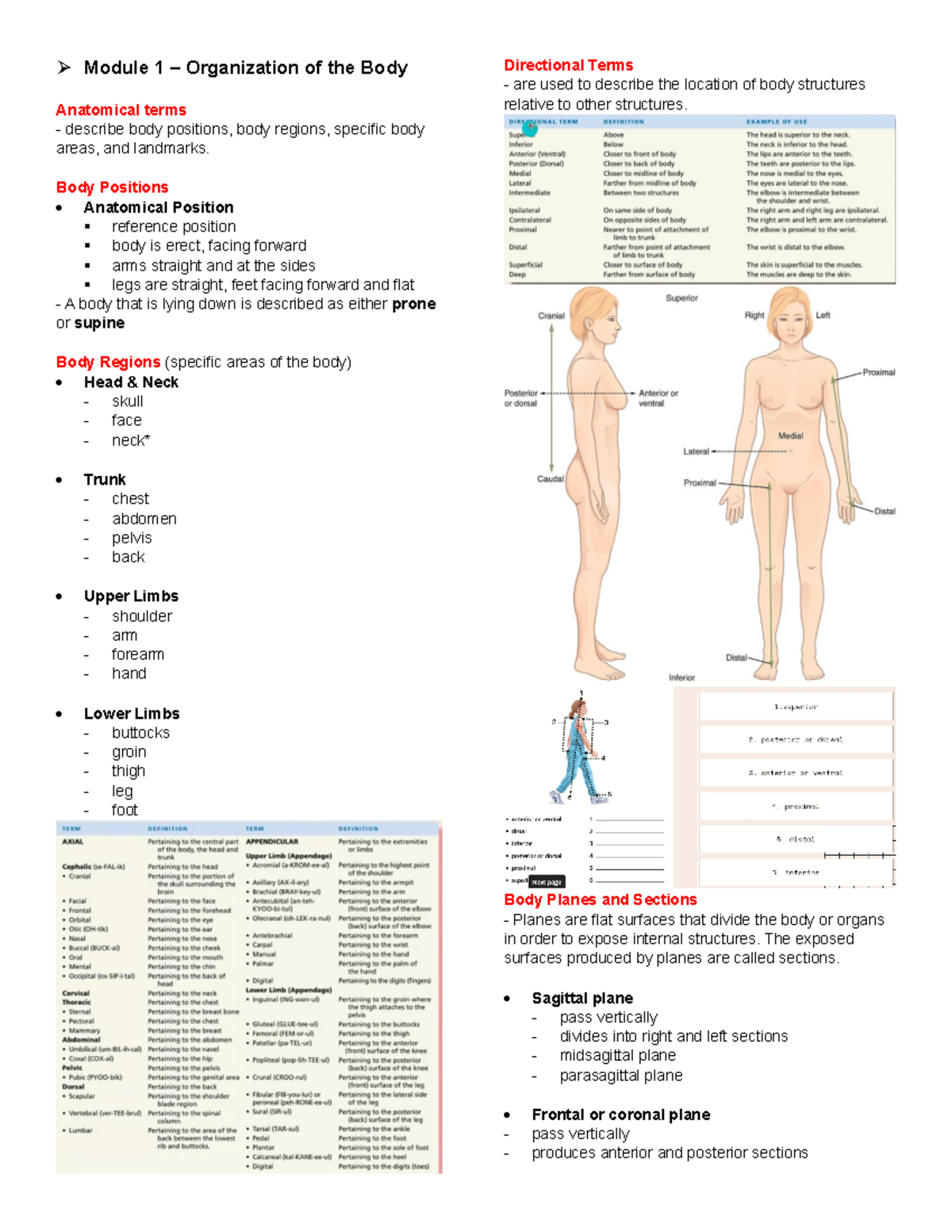 Anaphy - LAB - Module 1 – Organization of the Body Anatomical terms ...