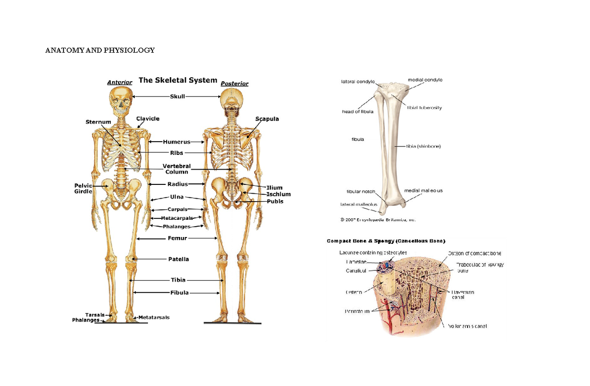 157981396 Anatomy and Physiology - ANATOMY AND PHYSIOLOGY Bones are ...