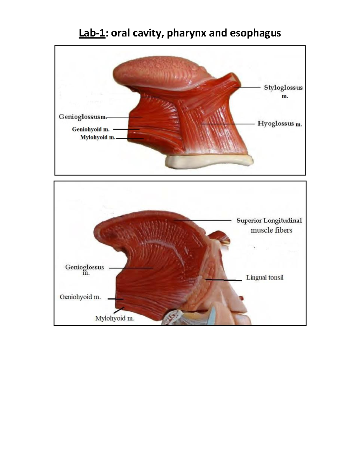 Ppt Anatomy Of Oral Cavity Pharynx Oesophagus