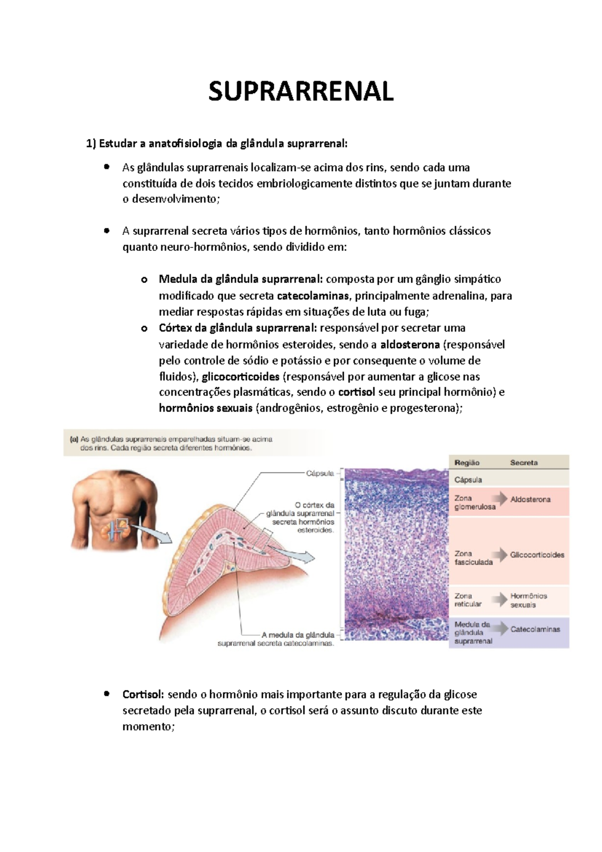 Glândula suprarrenal - Resumo acadêmico - SUPRARRENAL 1) Estudar a ...