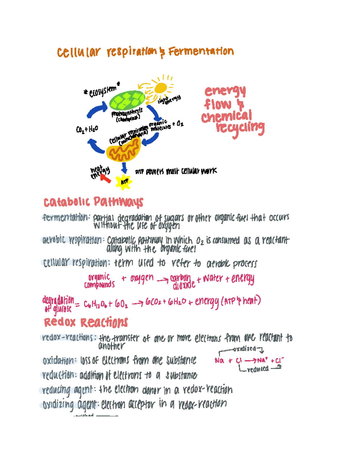 BIO 105 Chapter 9 Notes - cellular respiration b Fermentation ill ...