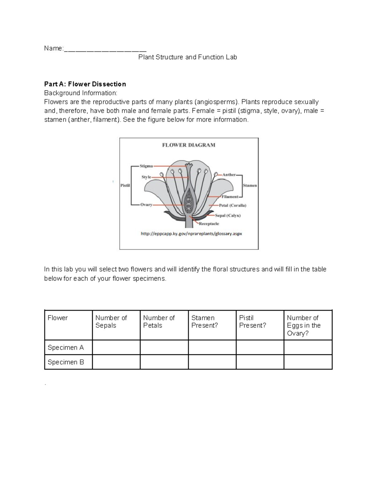 Plant Structure and Function Lab - Name:______________________ Plant ...