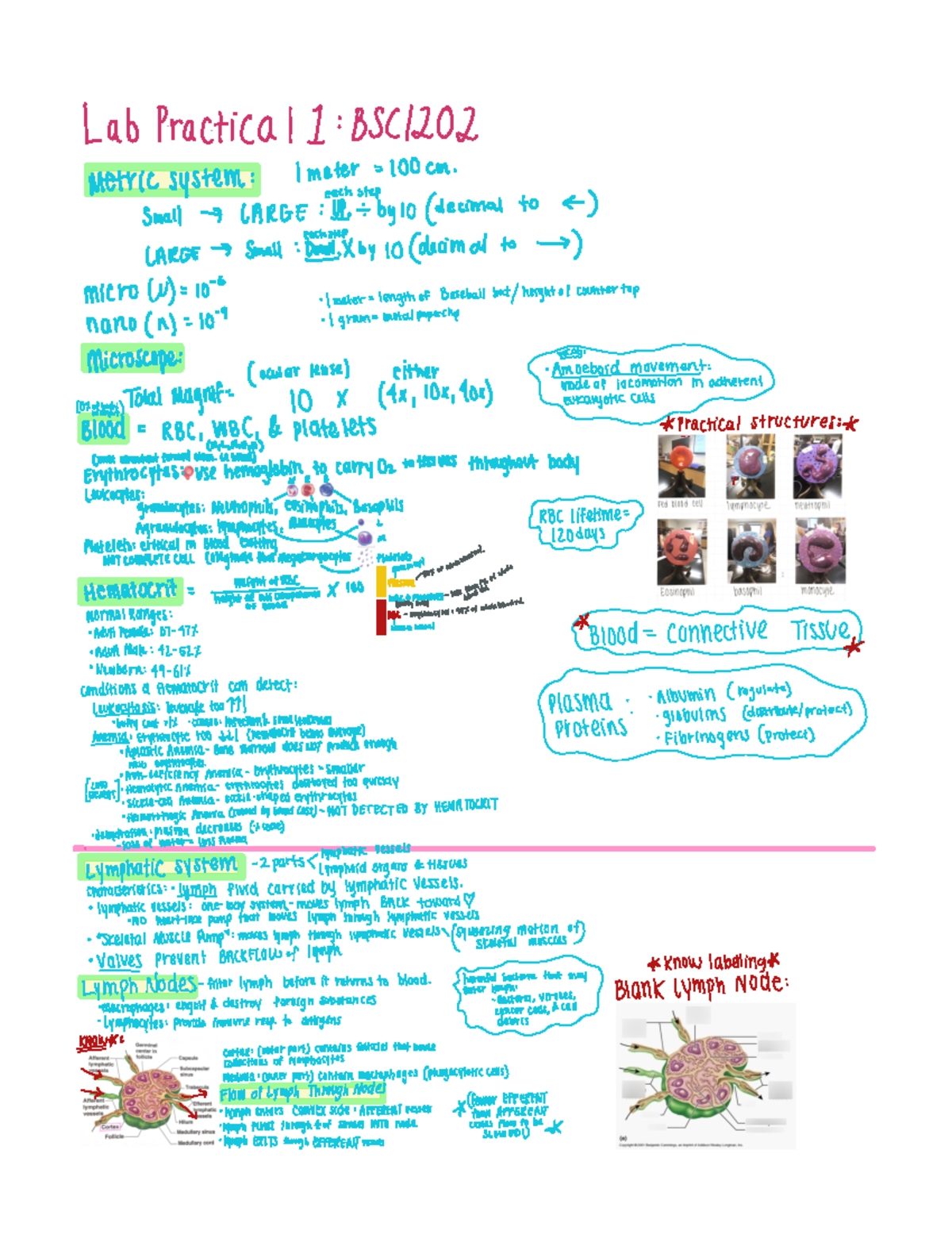 Lab Practical 1 SG - BSC 215 - Alabama - Studocu