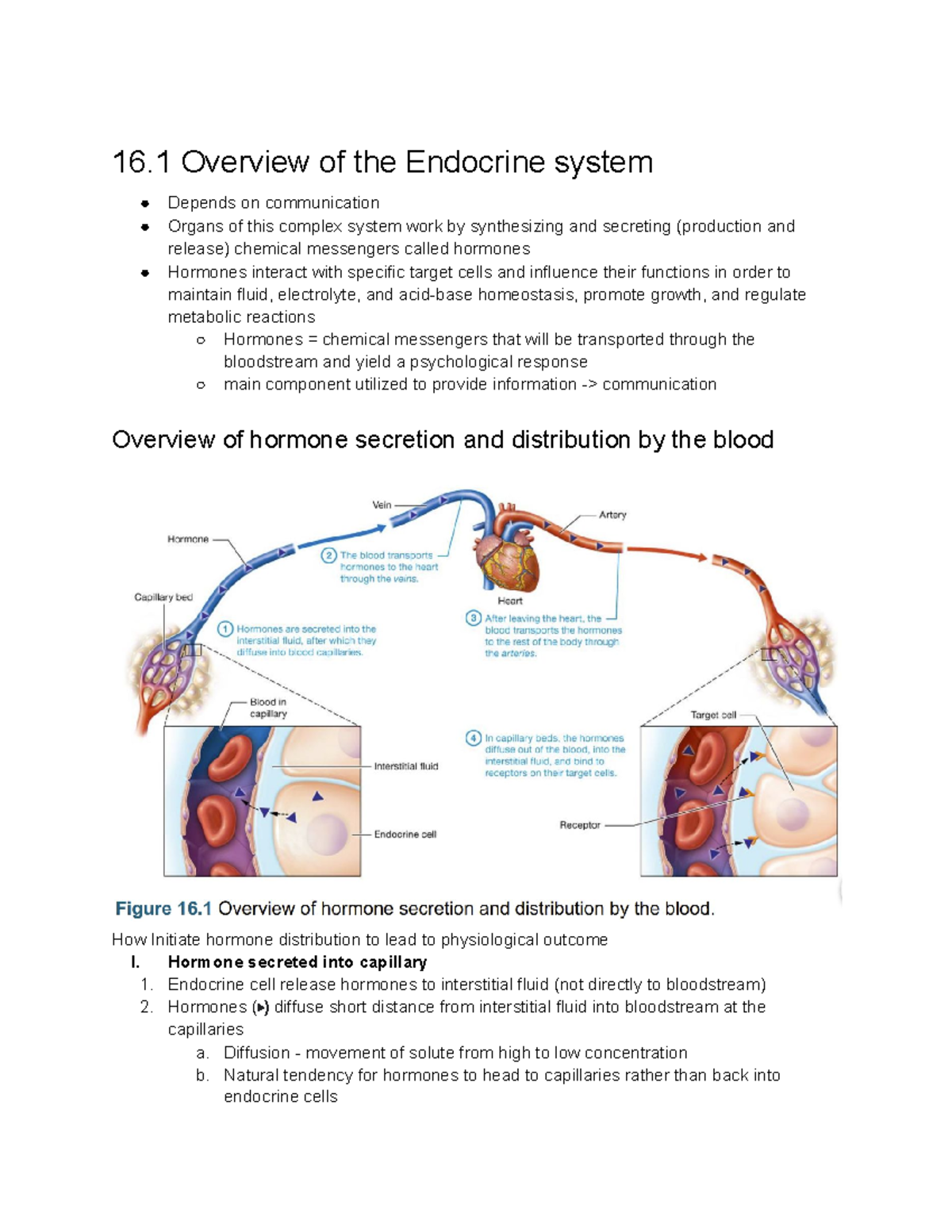 Ch 16 The Endocrine System - 16 Overview of the Endocrine system ...