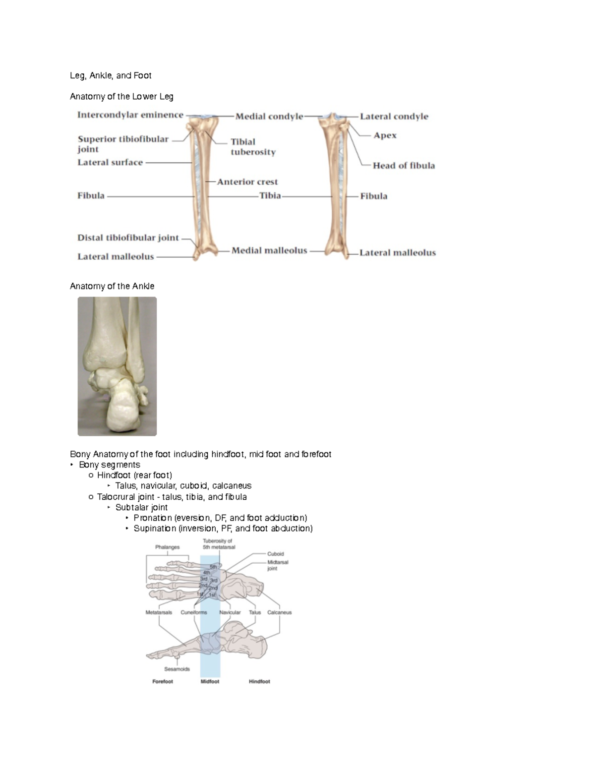 Leg, Ankle, and foot - Leg, Ankle, and Foot Anatomy of the Lower Leg ...