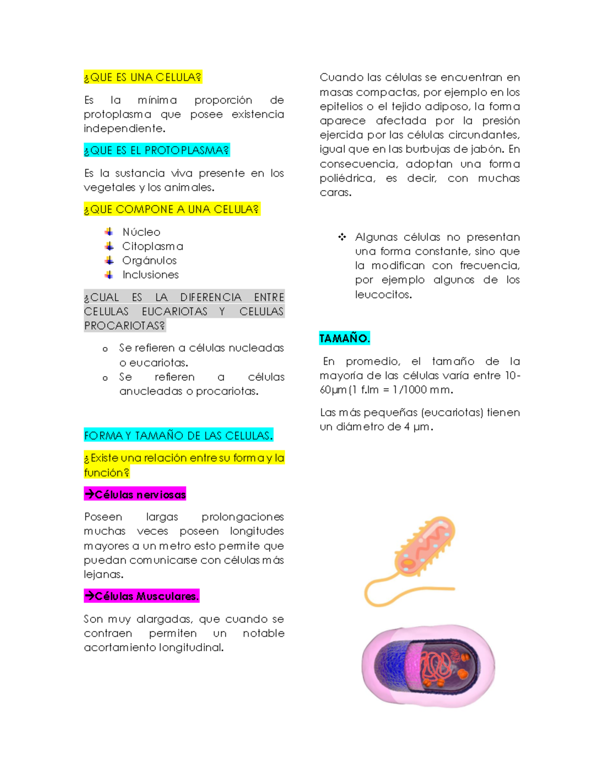 QUE ES UNA Celula - Que es una célula? Relación entre su forma y la función. Tamaño de las ...