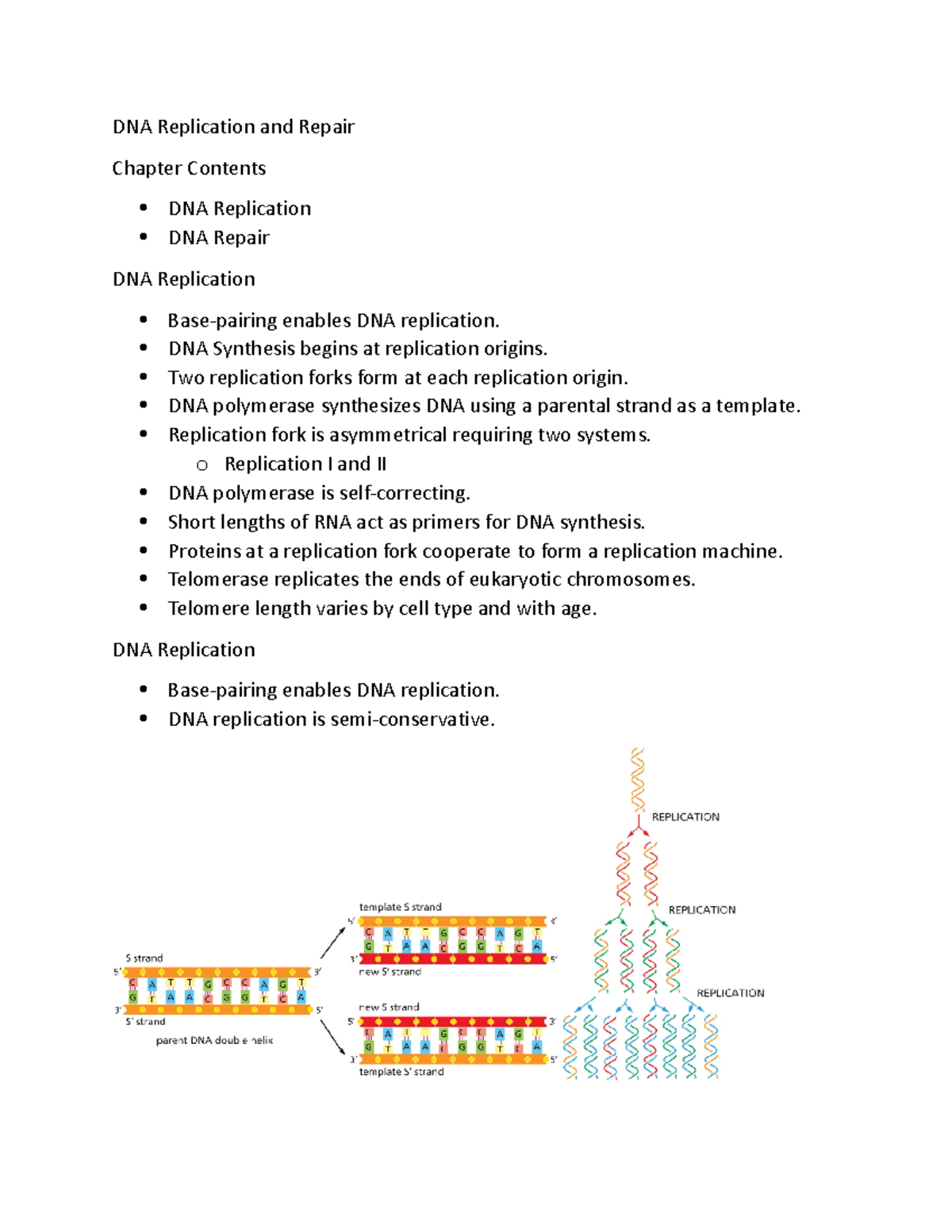 DNA Replication and Repair - DNA Replication and Repair Chapter ...