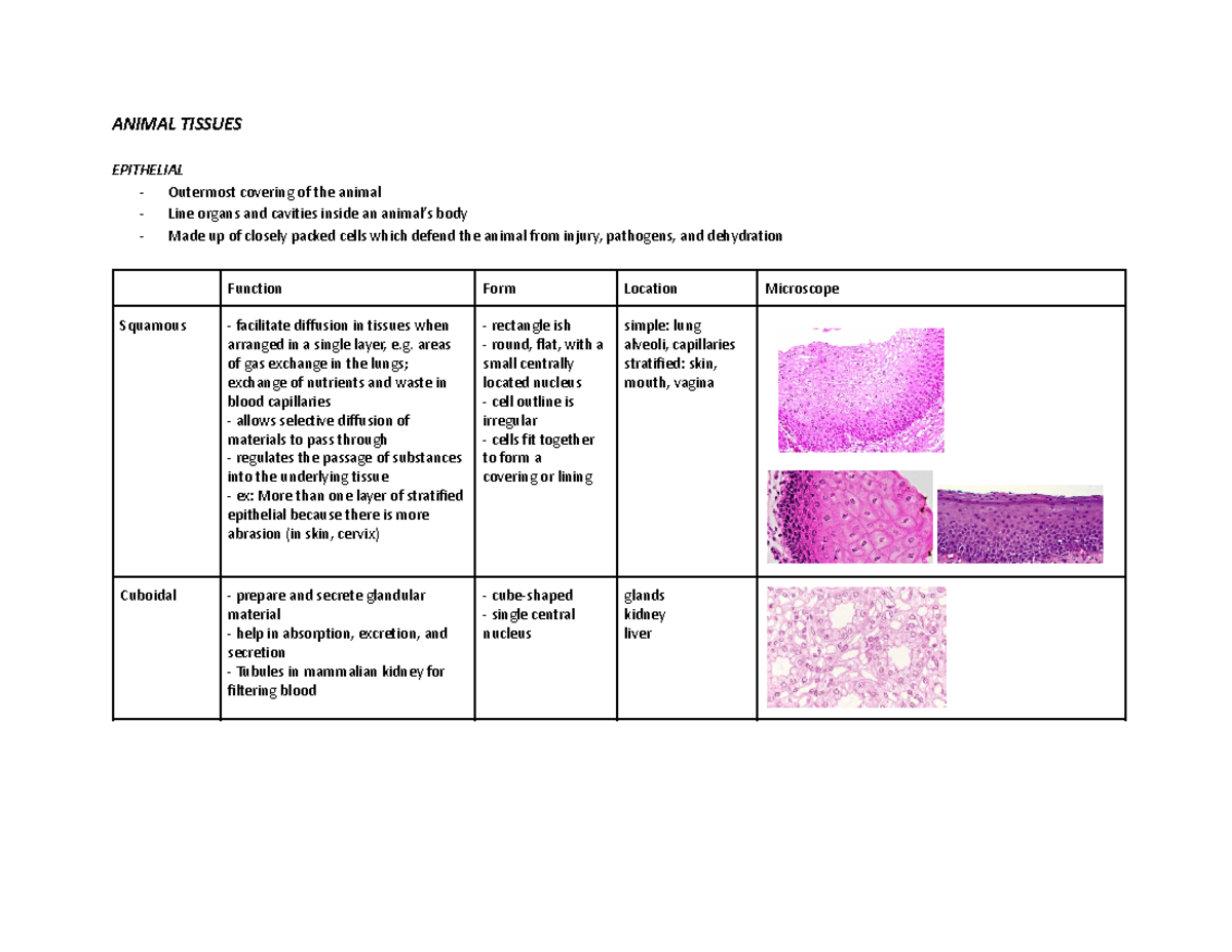 Plant AND Animal Tissues Reviewer - ANIMAL TISSUES EPITHELIAL Outermost ...
