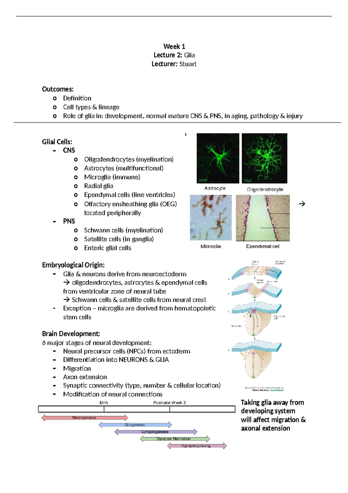 Lecture 2 - Week 1 Lecture 2: Glia Lecturer: Stuart Outcomes: o Definition o Cell types & - Studocu