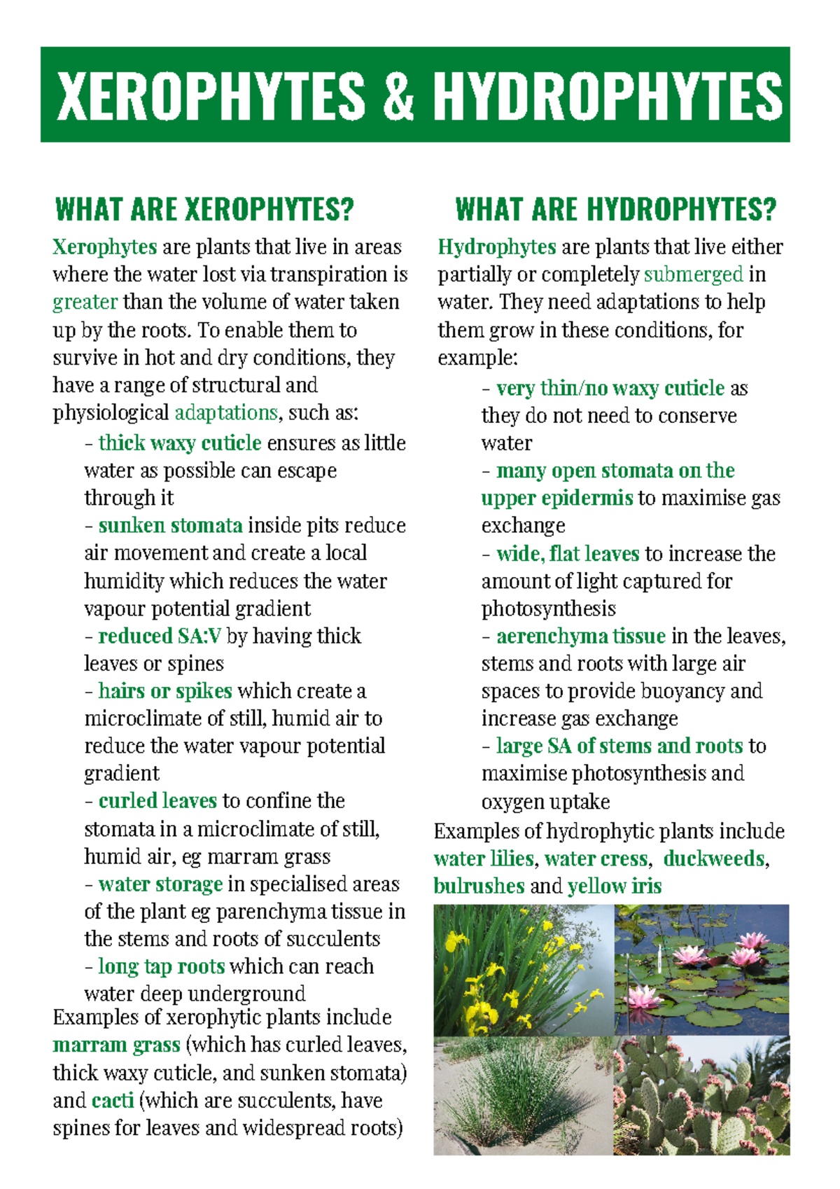 Xerophytes Hydrophytes - thick waxy cuticle ensures as little water as ...