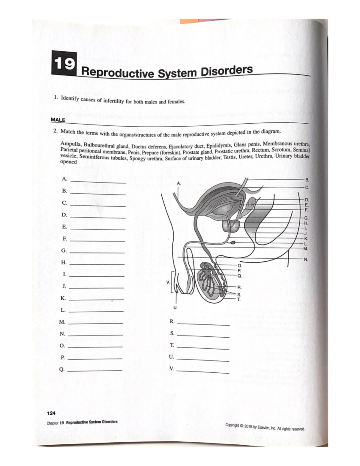 19 Reproductive Svstem Disorders - NURS1420P - Studocu