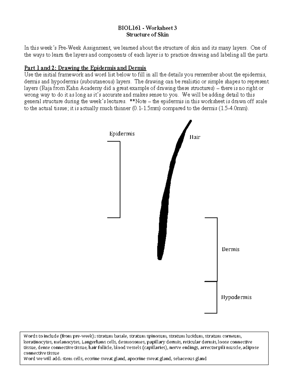 3Skin Structure 2021Final - BIOL161 - Worksheet 3 Structure of Skin In ...