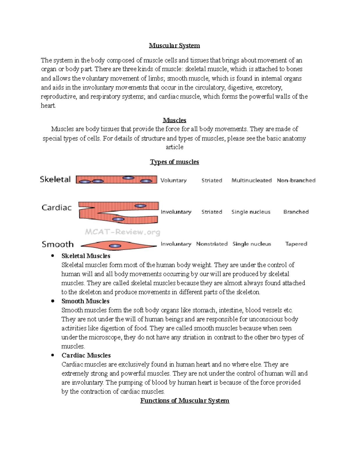 Muscular System anatomy - Muscular System The system in the body ...