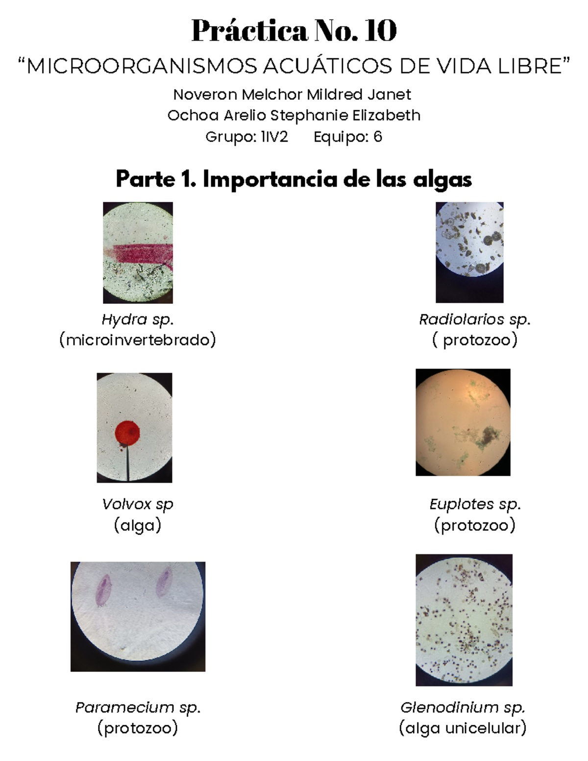 Práctica No. 10 - Práctica No. 10 “MICROORGANISMOS ACUÁTICOS DE VIDA ...