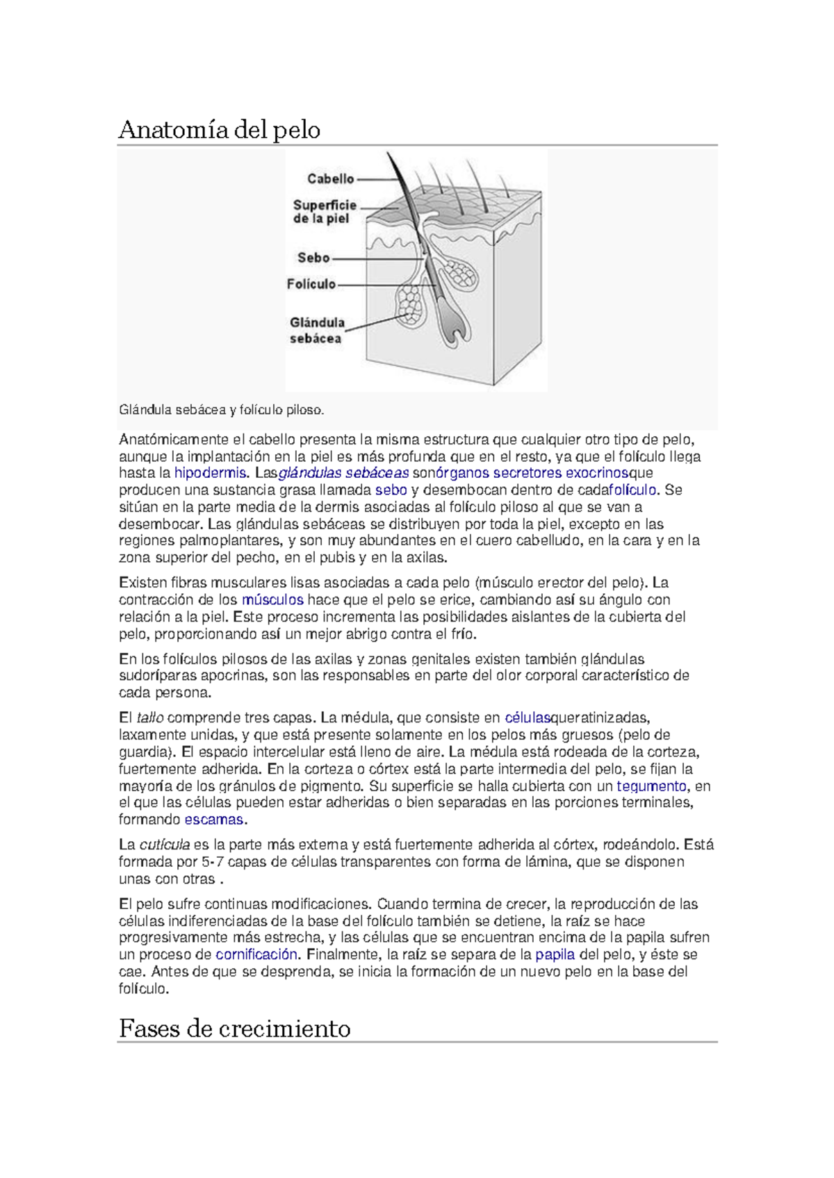 Anatomia del pelo - Anatomía del pelo Glándula sebácea y folículo ...