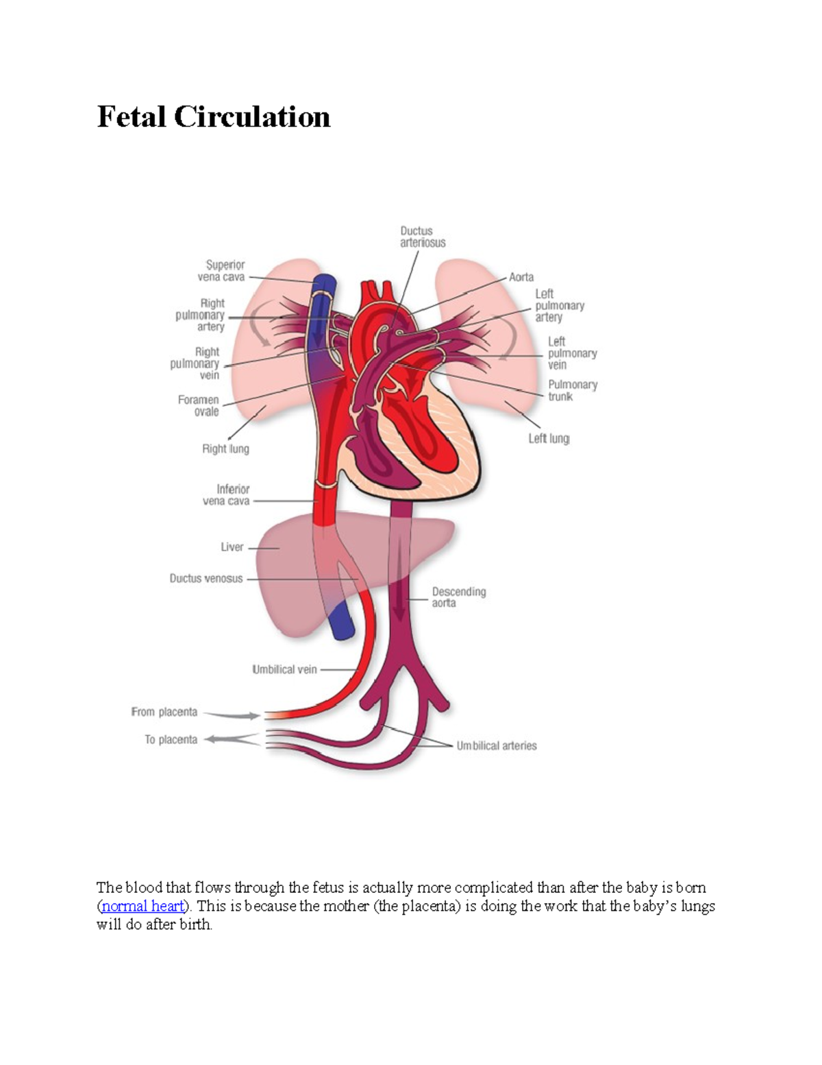 Fetal Circulation - NUR 230 - Fetal Circulation The blood that flows ...