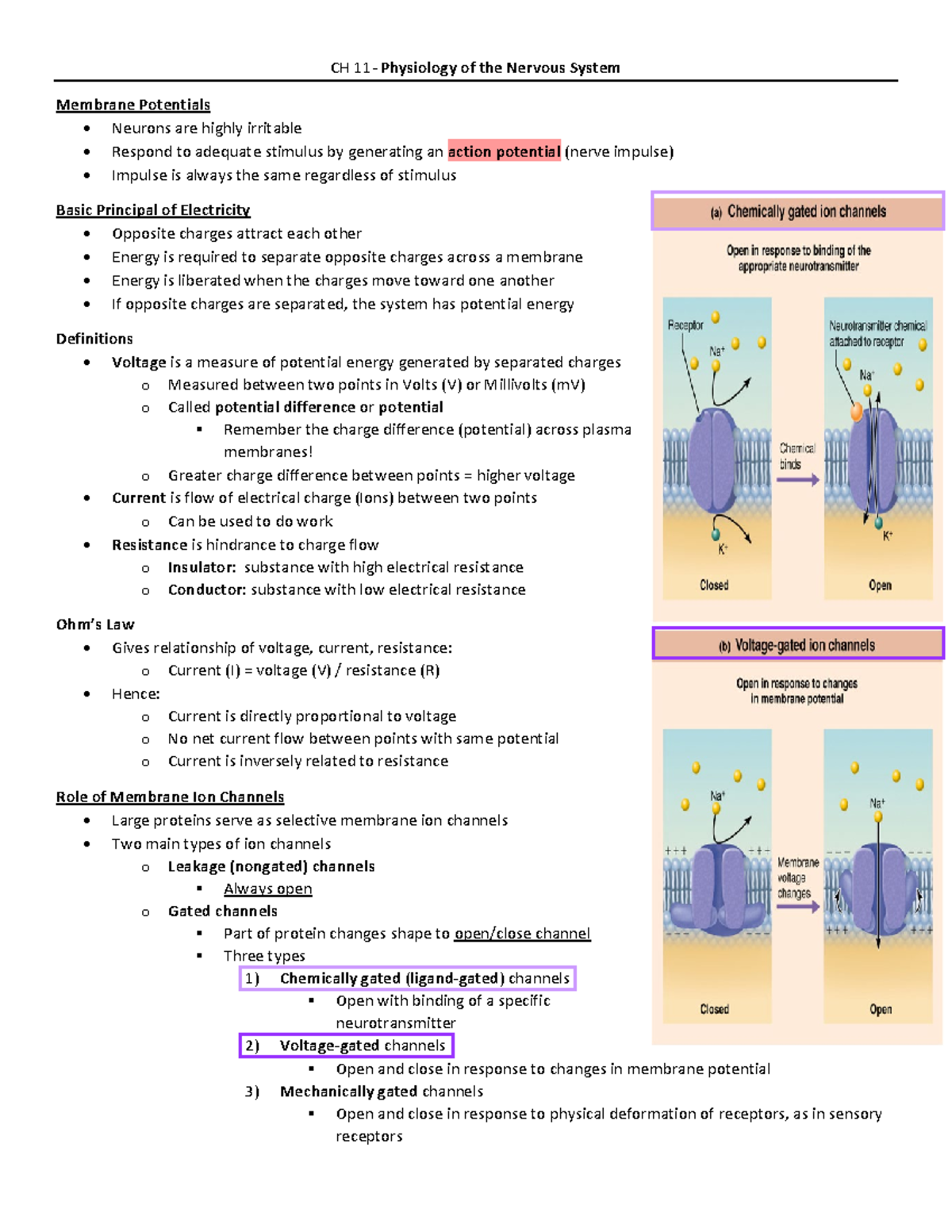 CH 11 Physiology of the Nervous System - Warning: TT: undefined function: 32 Warning: TT ...