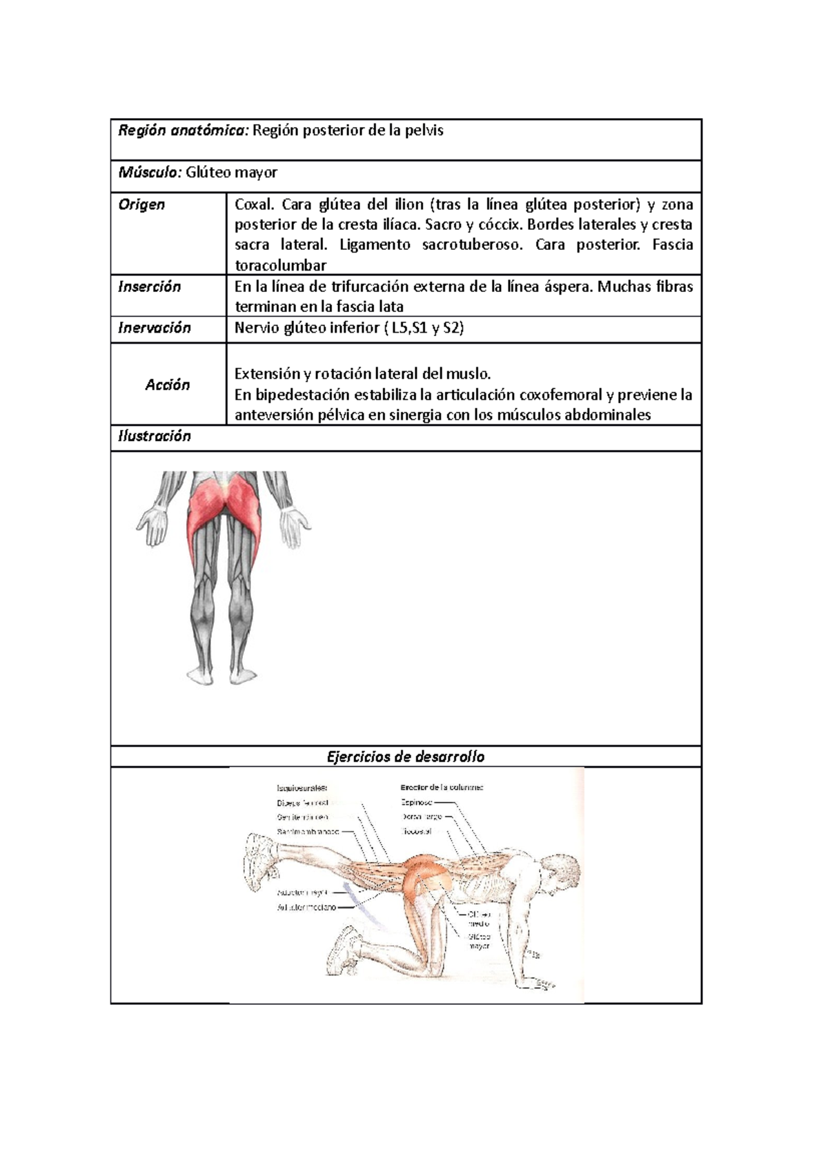 Gluteo mayor - Apuntes 25 - Región anatómica: Región posterior de la ...