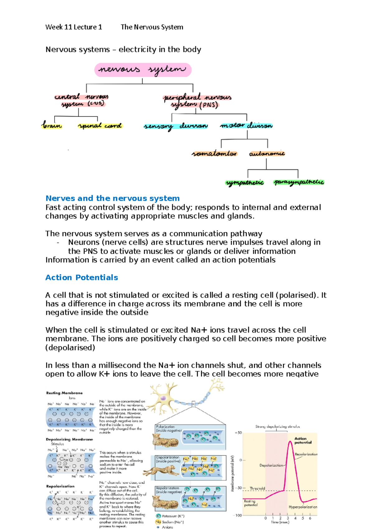 Nervous system Textbook - Nervous systems – electricity in the body ...