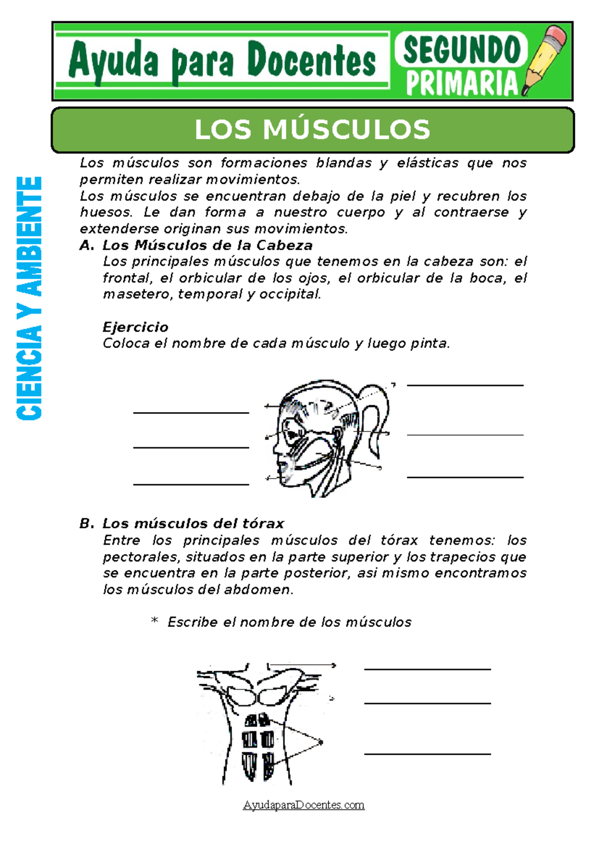 Fichas de los Musculos para Segundo de Primaria - Los músculos son ...