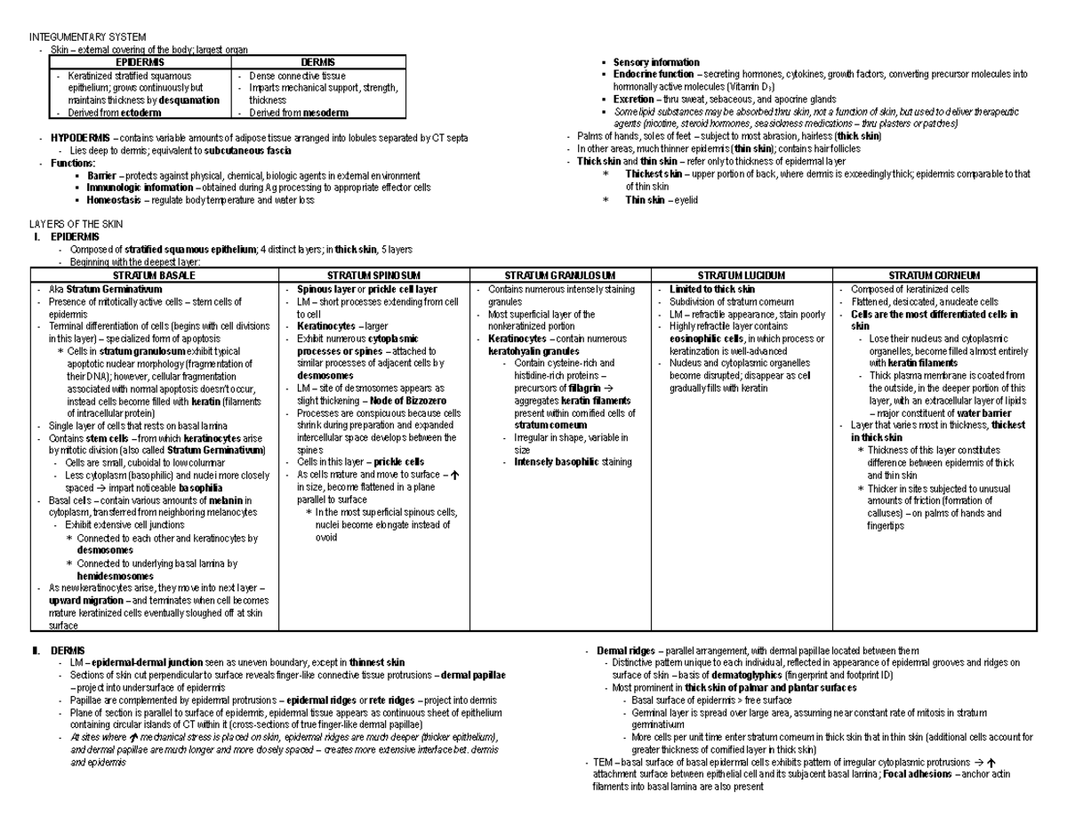 Integumentary System - med summary notes - INTEGUMENTARY SYSTEM Skin ...
