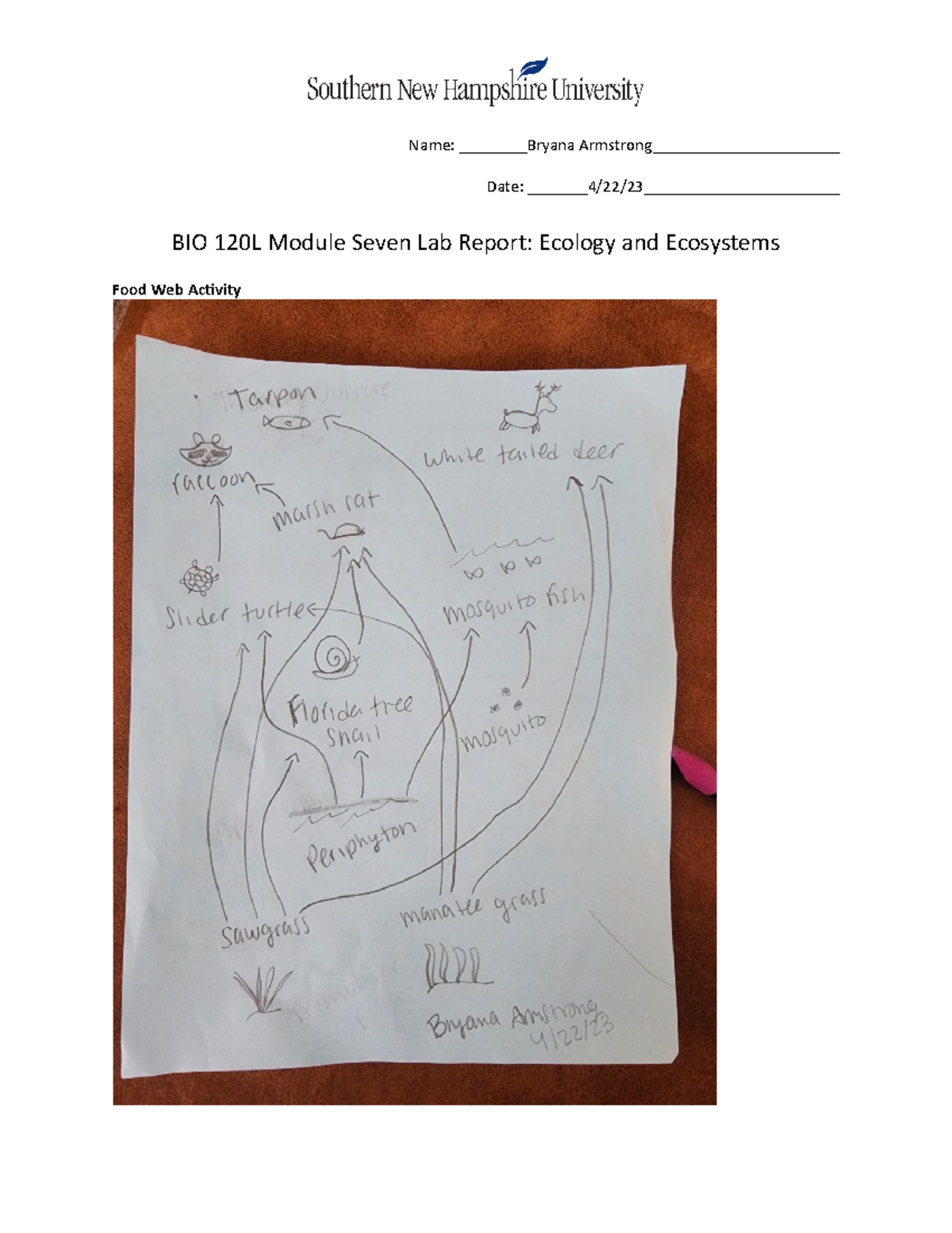 BIO 120L M7 Food Web Activity Lab Report - Name: Bryana Armstrong ...