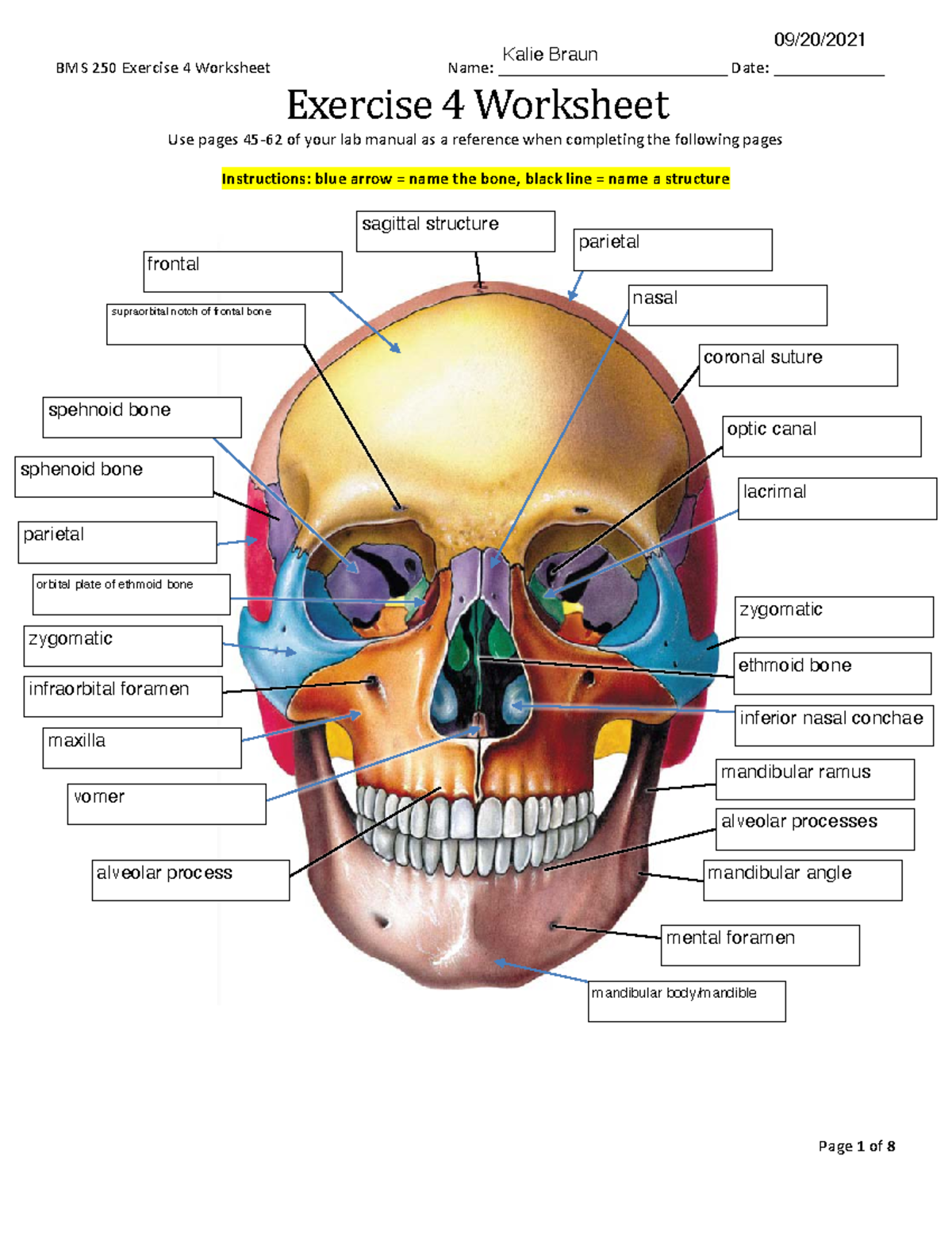 Exercise 4 Handout (axial skeleton) - BMS 250 Exercise 4 Worksheet Name