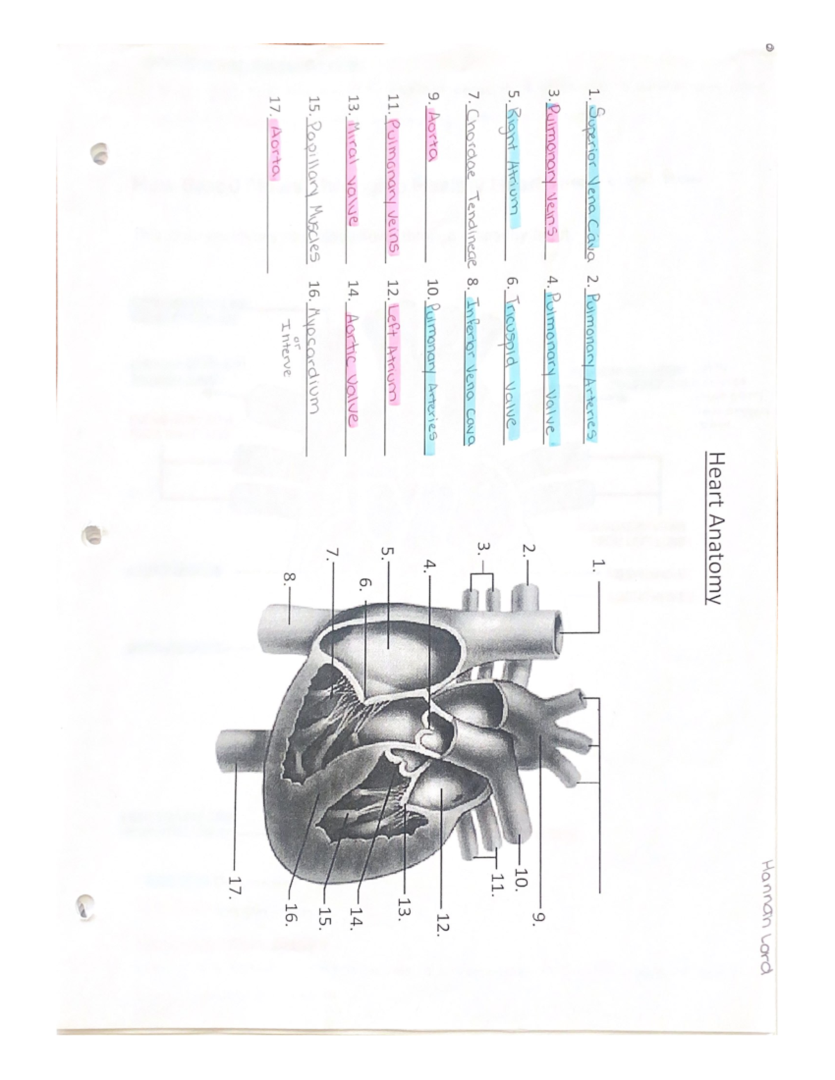 Heart Anatomy - SC 222 - Studocu