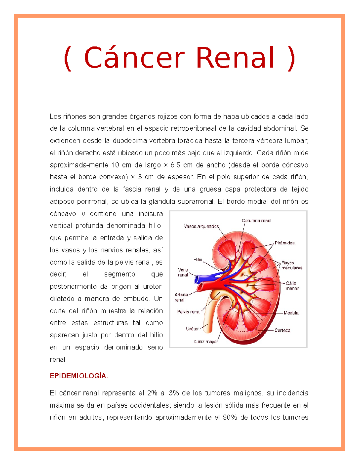 Cáncer Renal chucho - ( Cáncer Renal ) Los riñones son grandes órganos ...